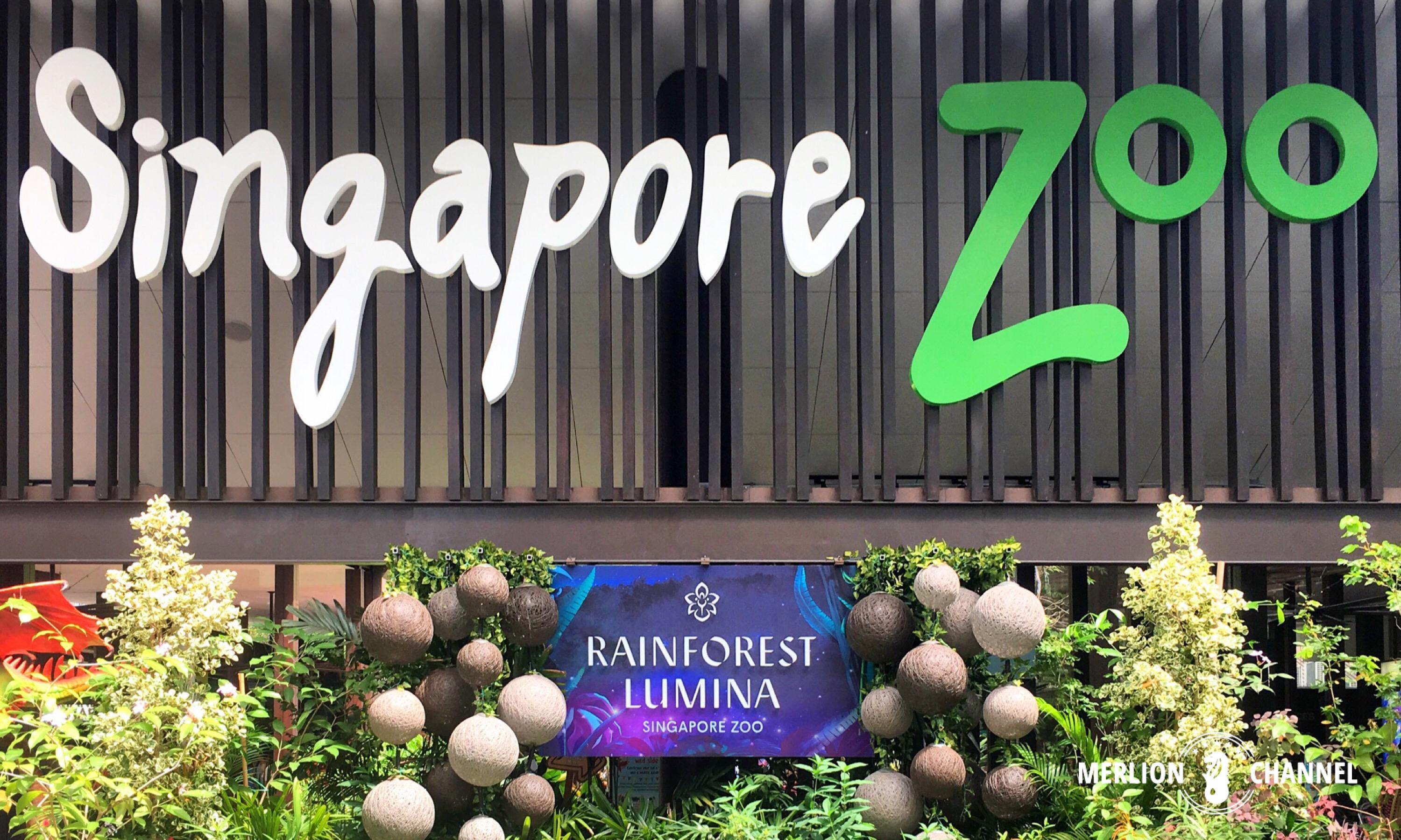 Singapore Zoo: Ultimate Guide for a Half-Day Wildlife Adventure ...